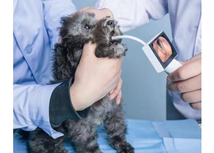 Health Care Handheld ENT Camera Digital Video Otoscope To Find Disease ...